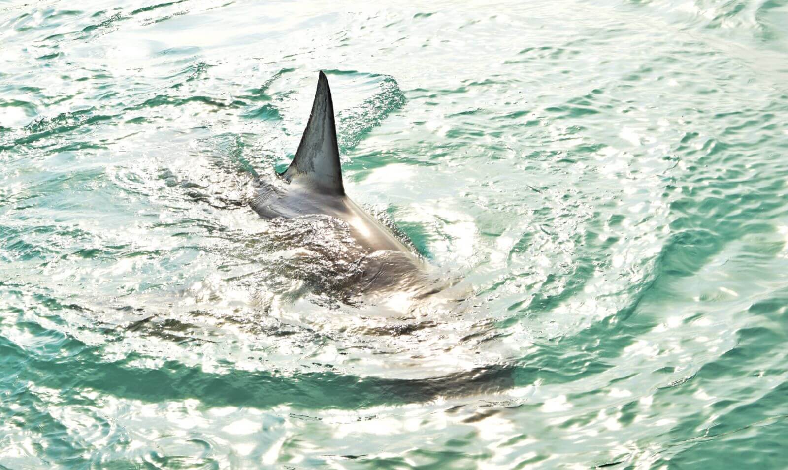 Teneryfa – rekiny a bezpieczeństwo - InfoPodroze24.pl